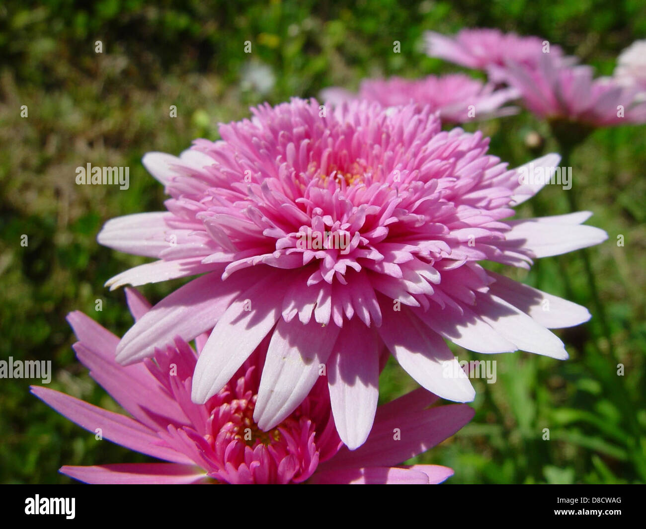 A close-up of vibrant pink flowers in full bloom, showcasing their rich ...