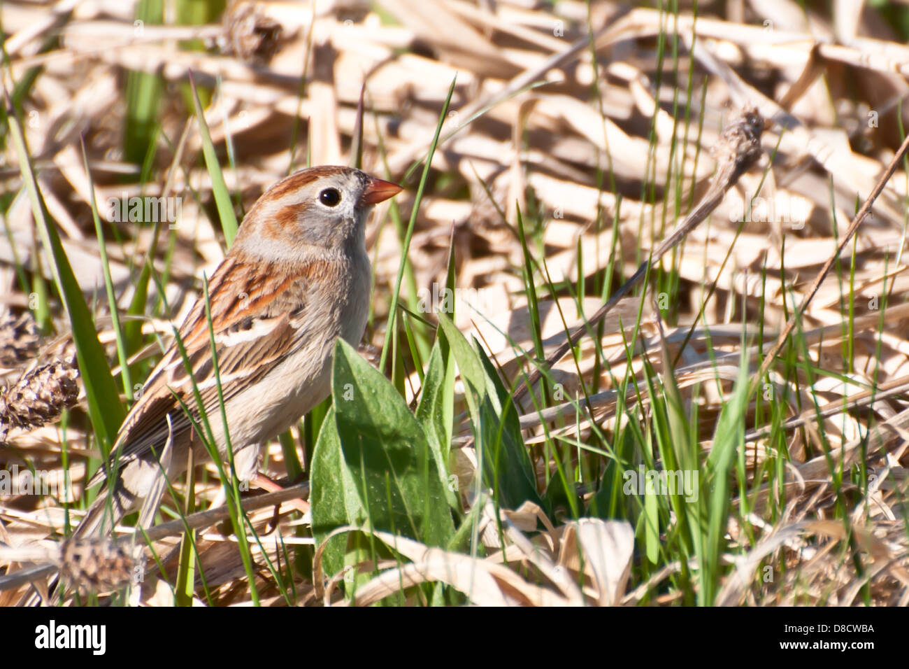 Field sparrow hi-res stock photography and images - Alamy