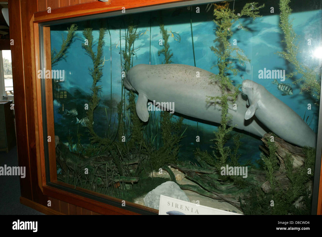 A manatee, a species of Sirenia, is displayed in a museum. The ...