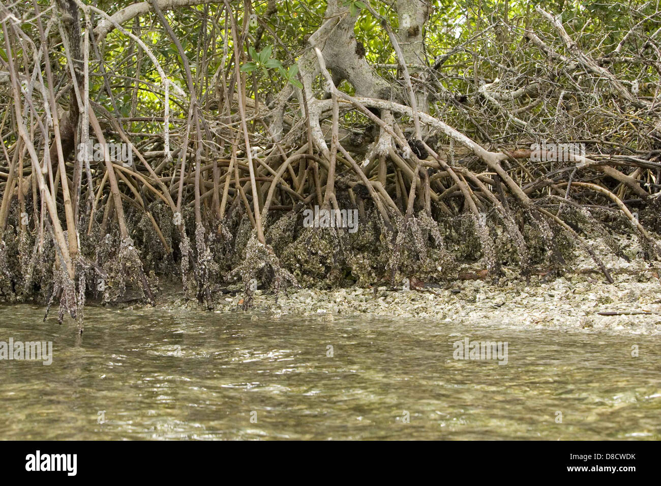 This image shows the intricate root system of a mangrove plant, which ...