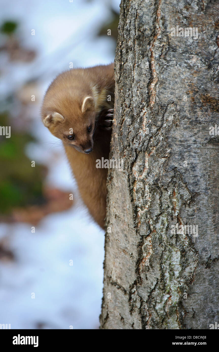 european pine marten, martes martes, vechta, niedersachsen, germany ...