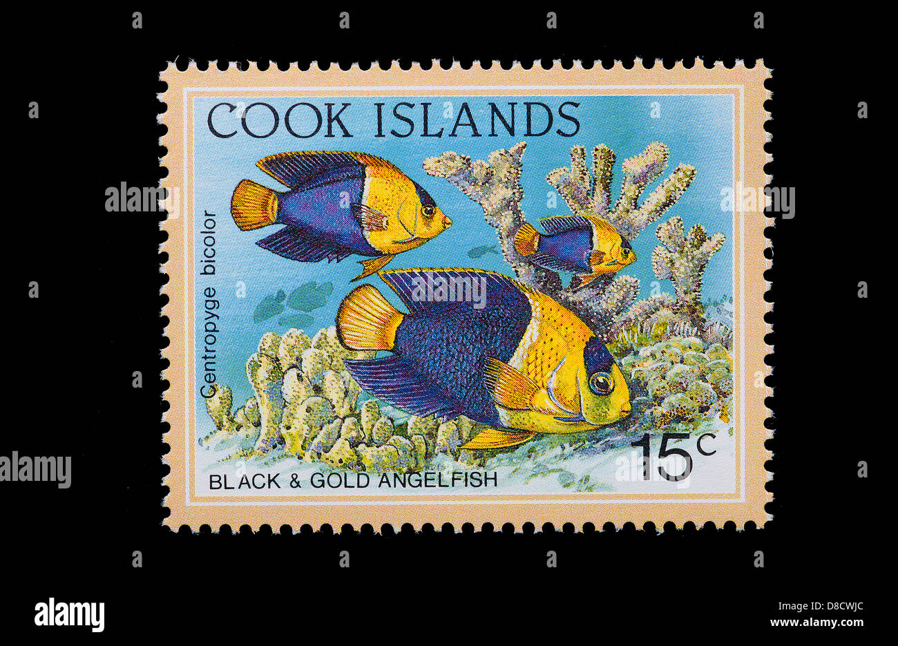 Gold Angelfish High Resolution Stock Photography and Images - Alamy