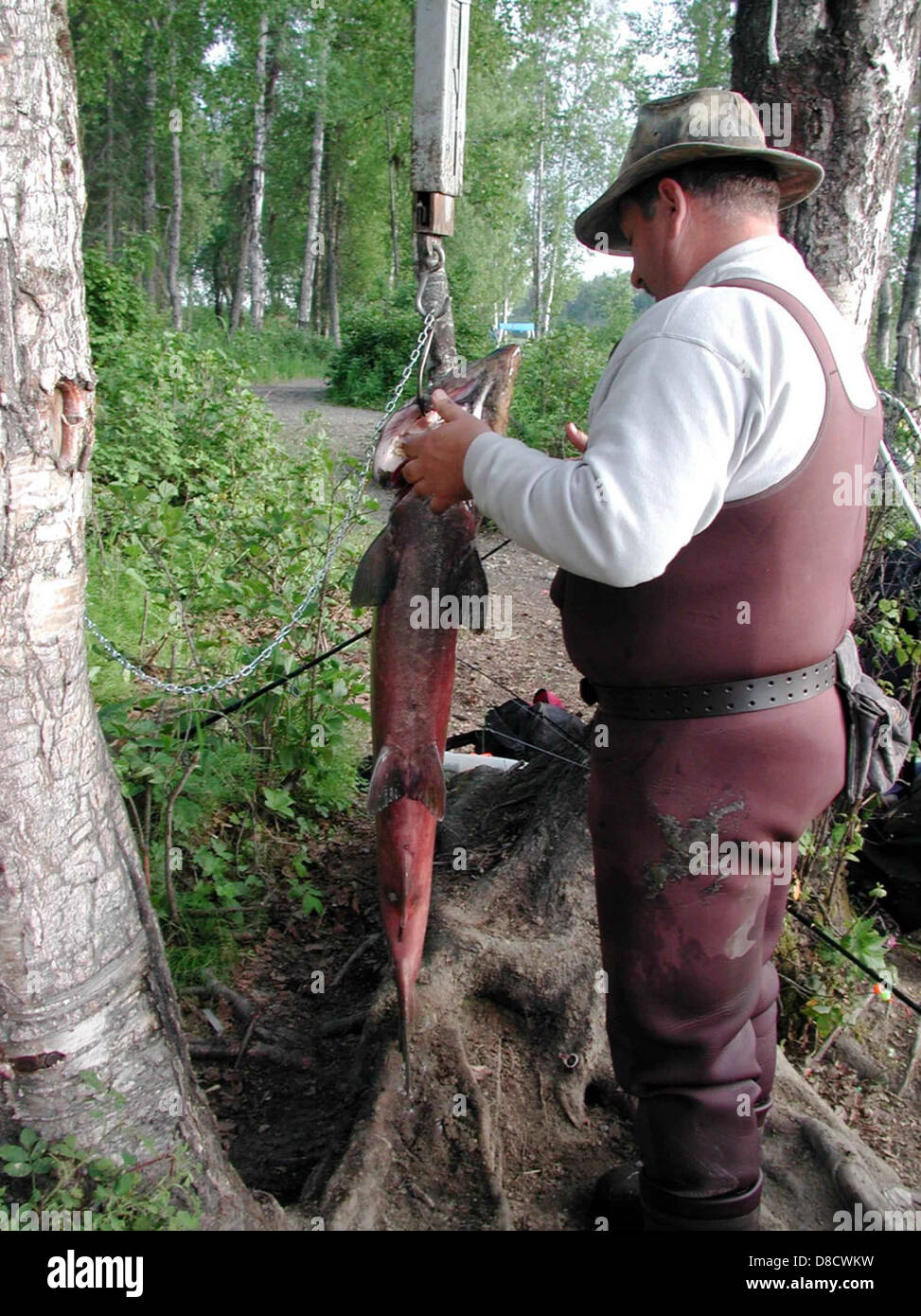 A man weighs a king salmon, one of the largest and most prized fish ...