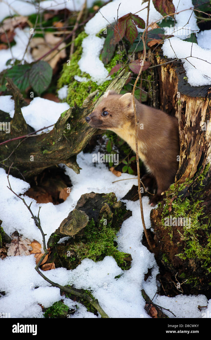 european pine marten, martes martes, vechta, niedersachsen, germany ...