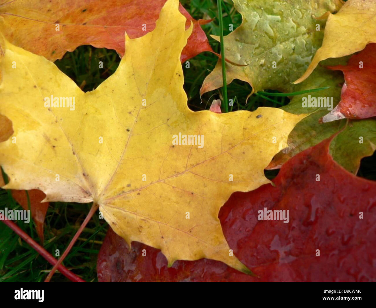 Showcasing distinct leaf patterns hi-res stock photography and images ...