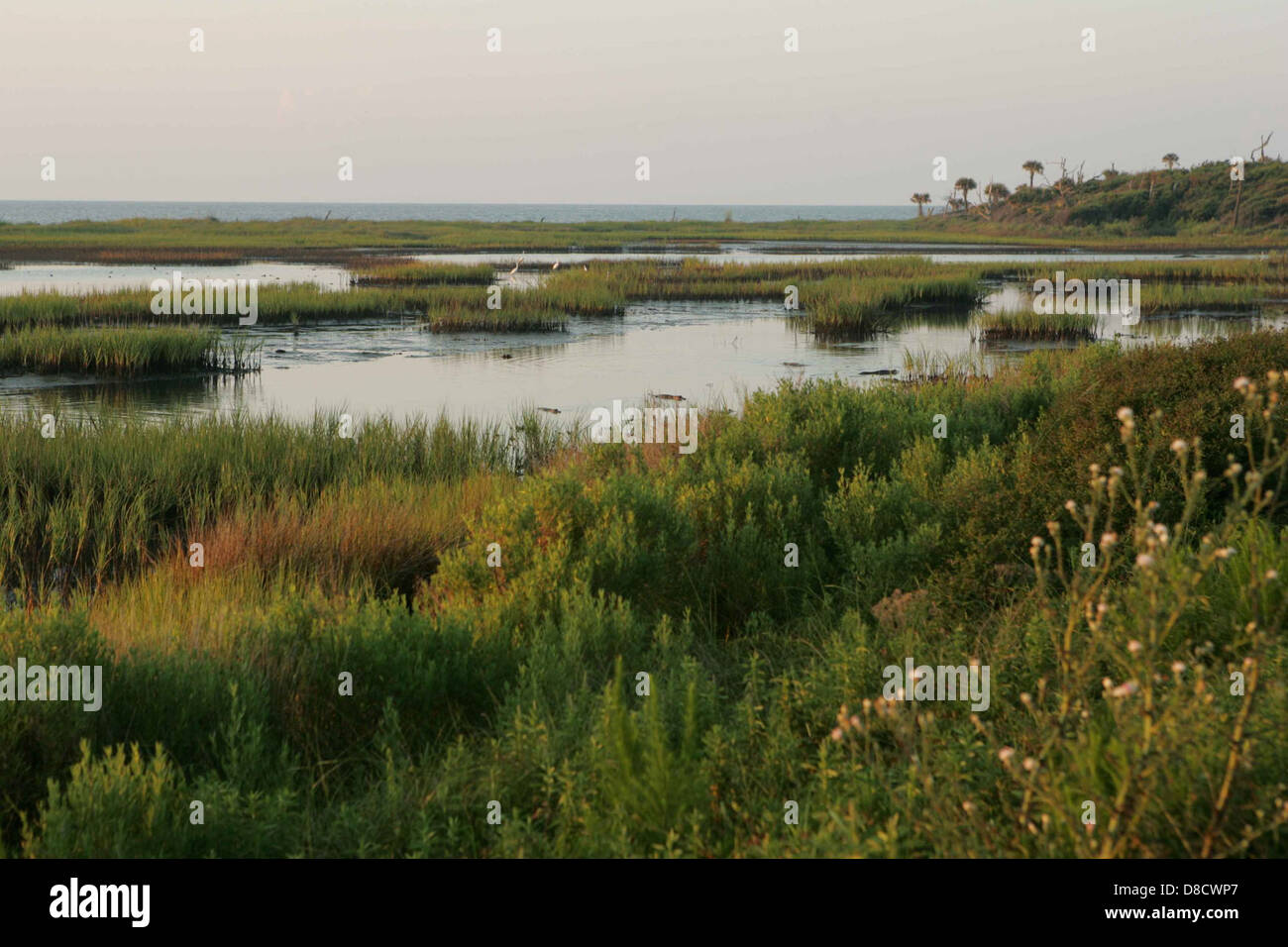 A marshland scene featuring wetland vegetation, water, and a diverse ...