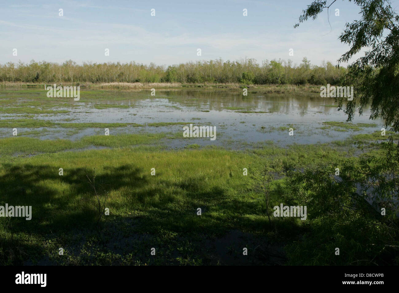 A vibrant green marshland landscape is seen with its wet, spongy ...