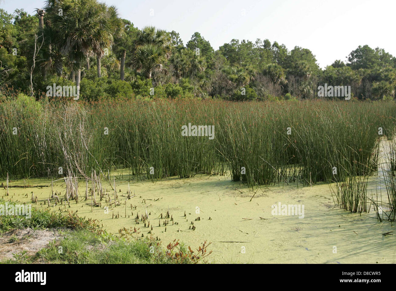 A marshland scene showcasing a diverse ecosystem with palm trees ...