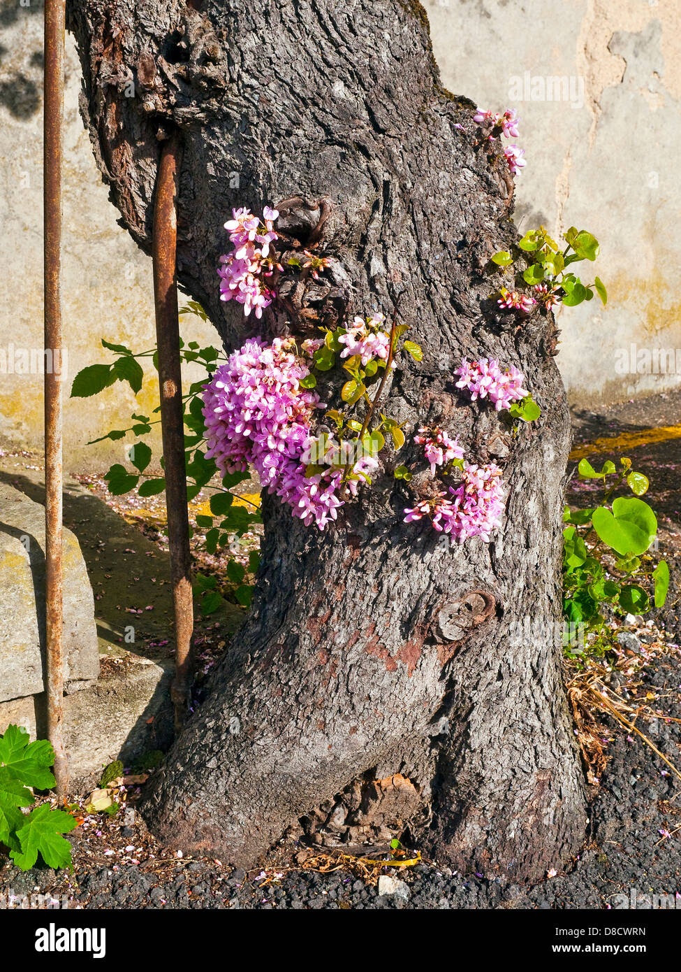 Lower trunk hi-res stock photography and images - Alamy
