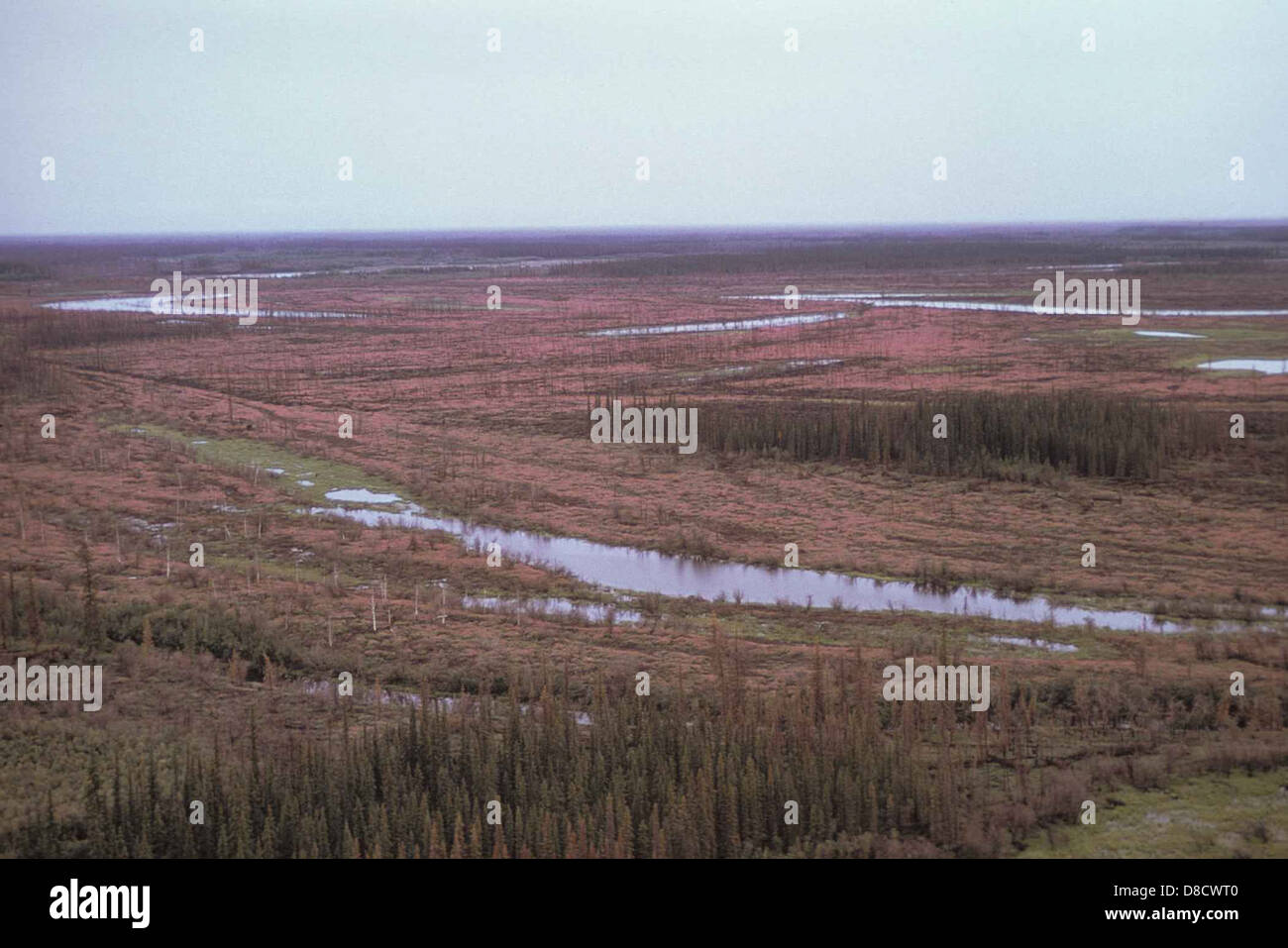 A marshland area characterized by wetlands, standing water, and dense ...