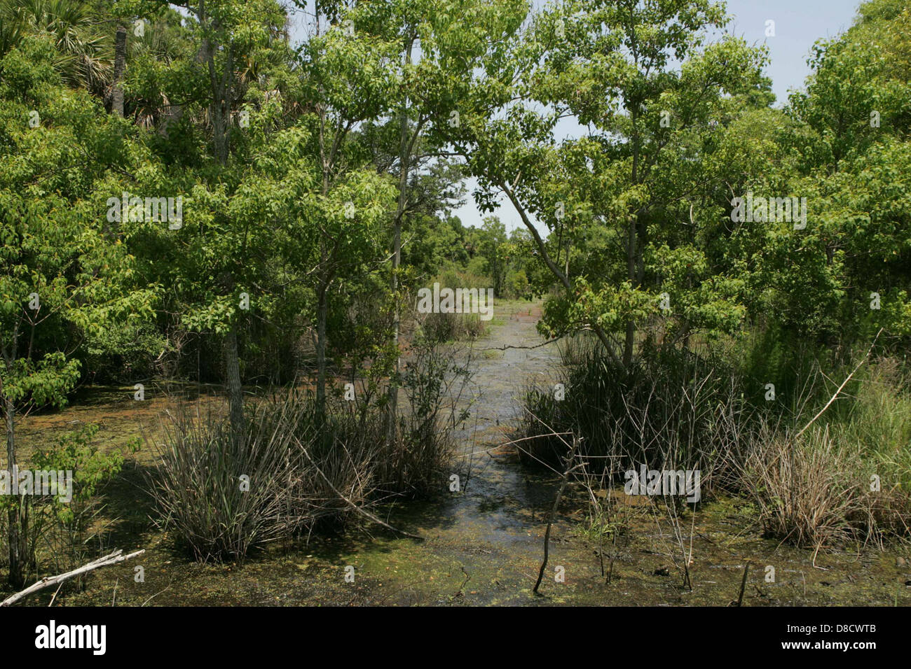 A lush marsh tropical environment with dense vegetation, typical of ...