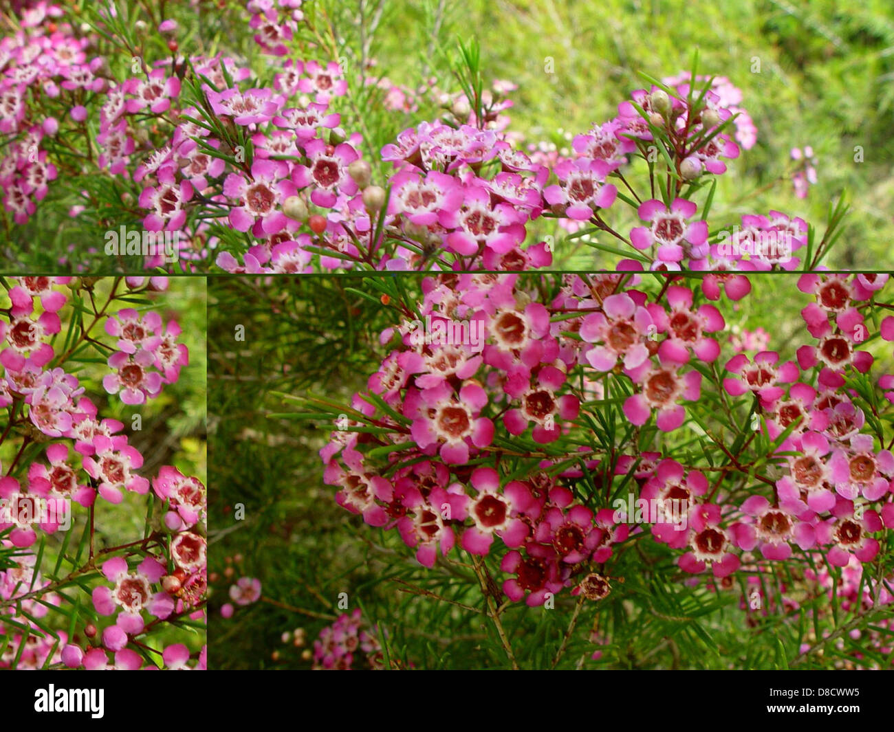 Masses of pink Geraldton wax blooms in full display. These flowers ...