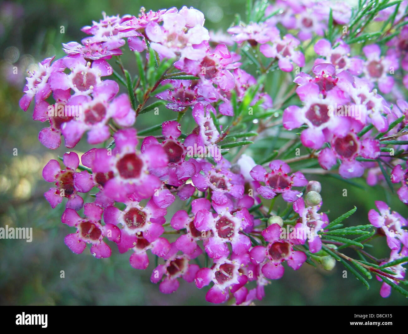 Carramar hi-res stock photography and images - Alamy