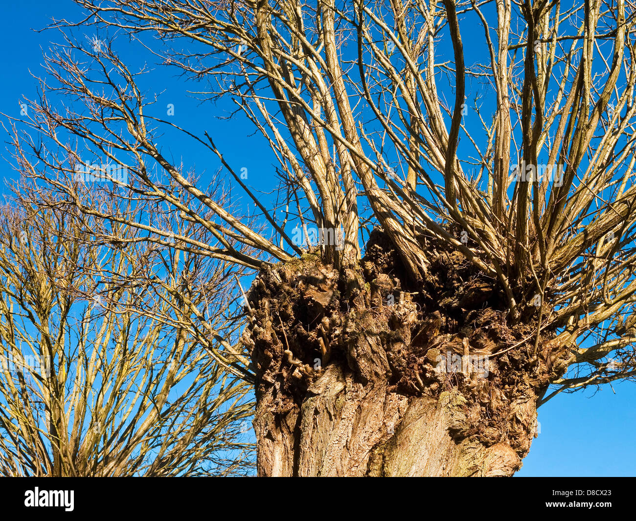 Pollarded Lime / Tilleul tree - France Stock Photo - Alamy