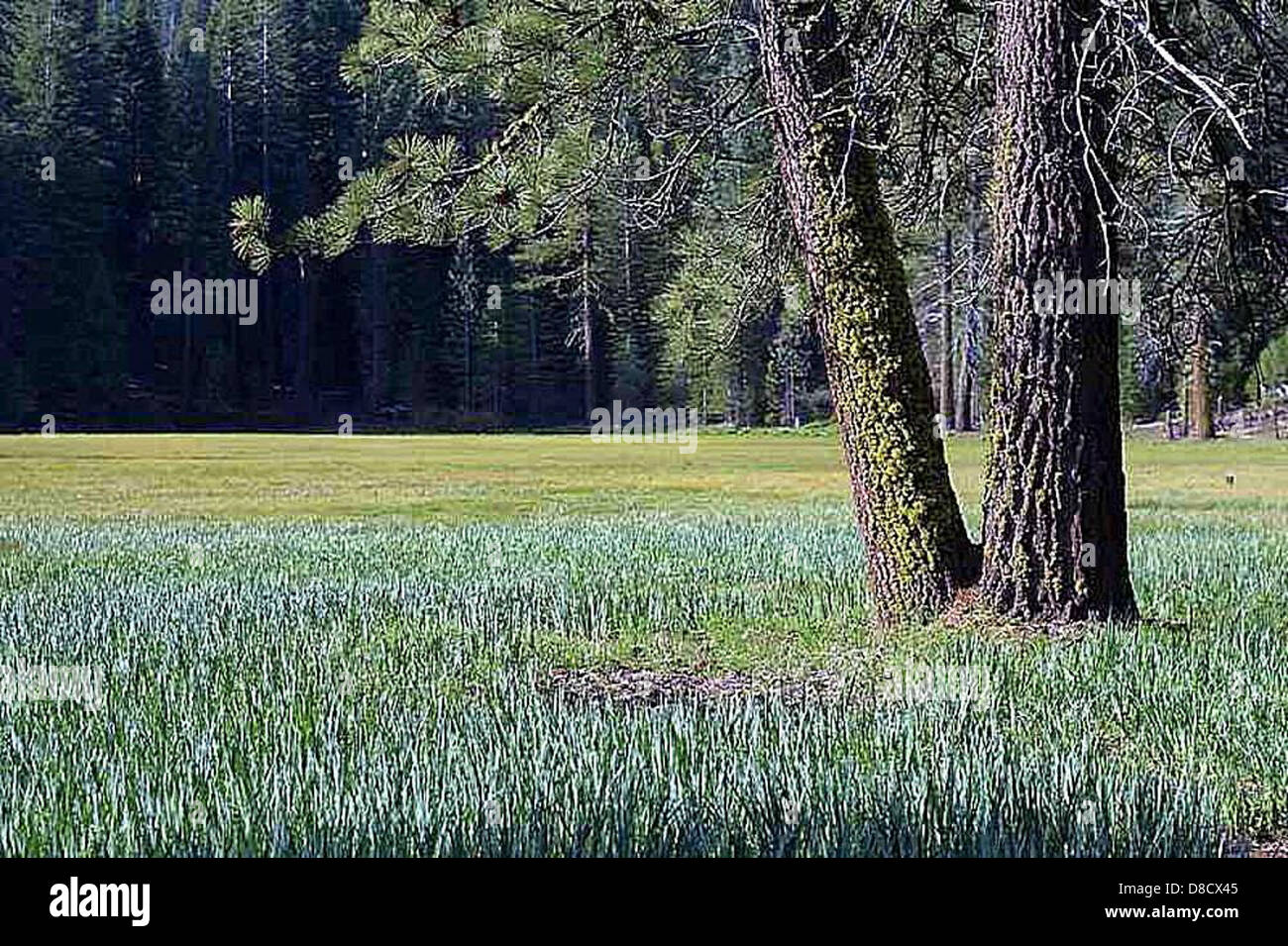 A peaceful scene of a meadow with moss-covered trees. The natural ...