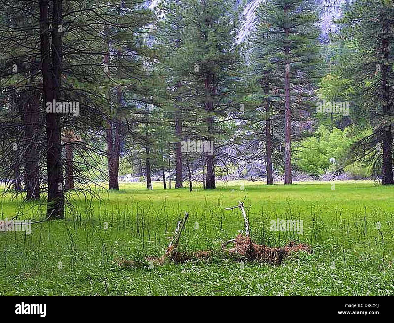 A peaceful landscape featuring a lush meadow surrounded by trees and ...