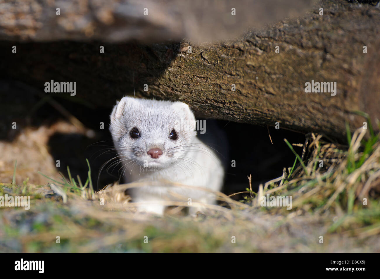 stoat in winter fur, mustela erminea, vechta, niedersachsen, germany ...