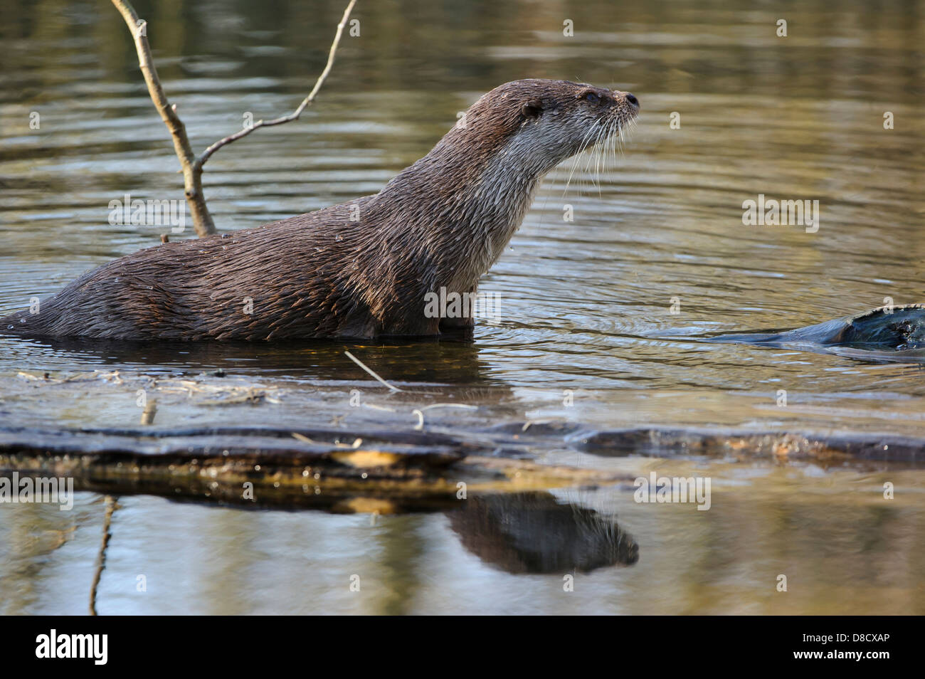 european otter, lutra lutra, lüneburger heide, germany Stock Photo - Alamy