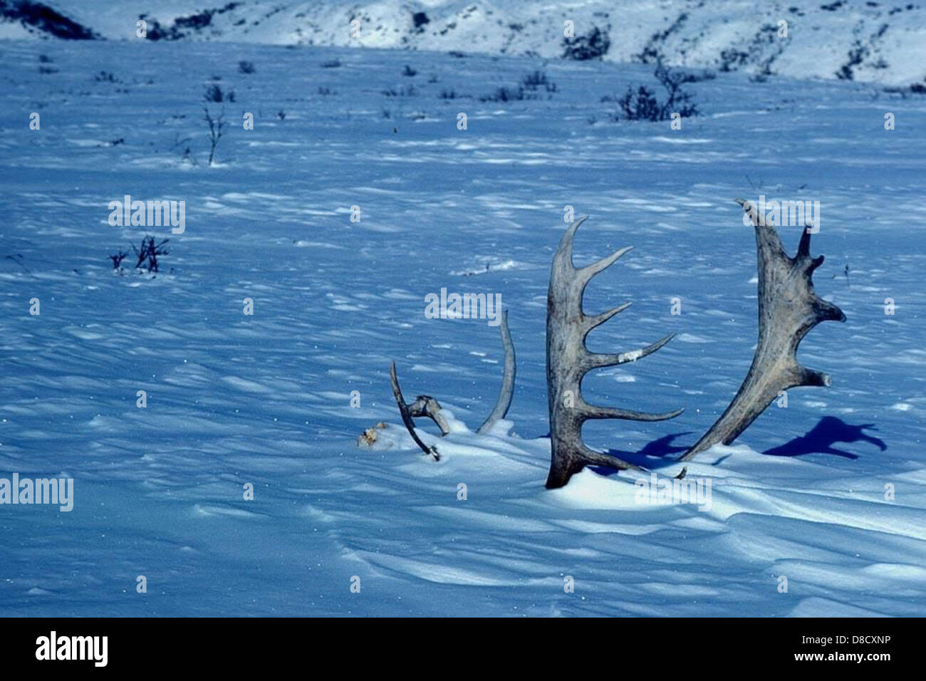 Caribou antlers winter scene Stock Photo - Alamy