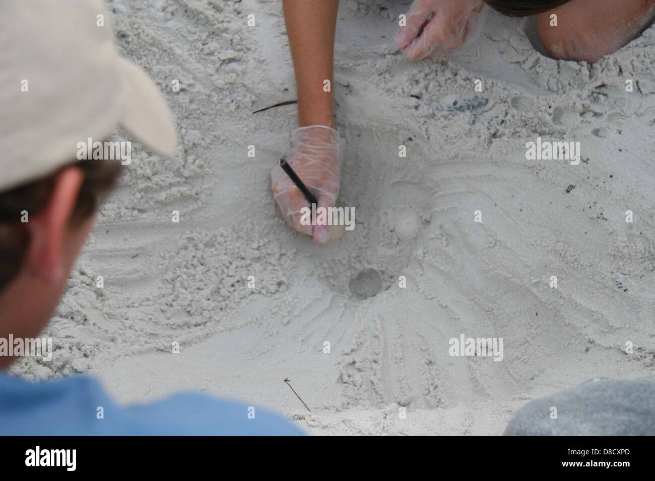 A person gently marking an egg to track its orientation within the nest ...