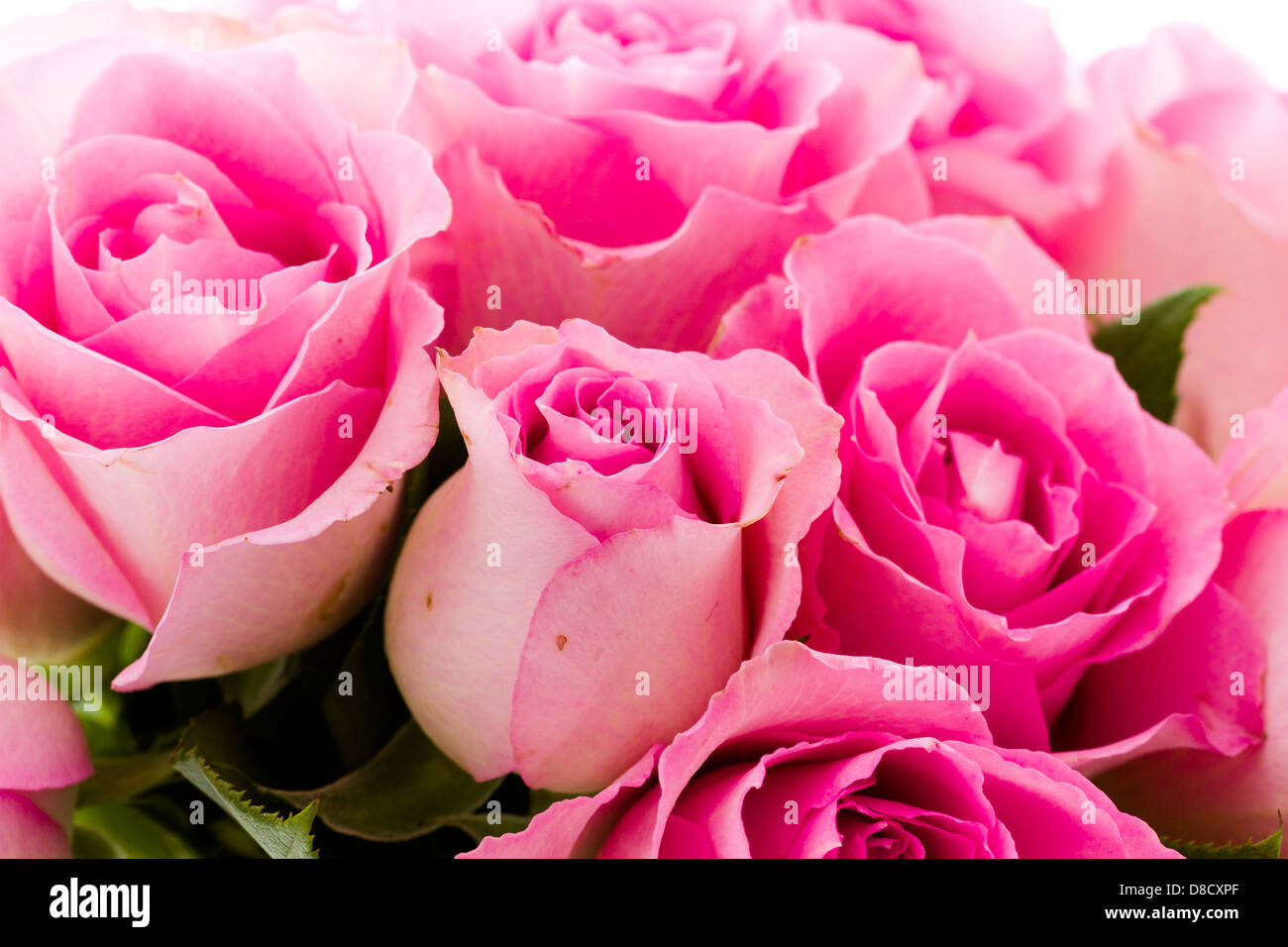 Small bouquet of fresh pink roses Stock Photo - Alamy