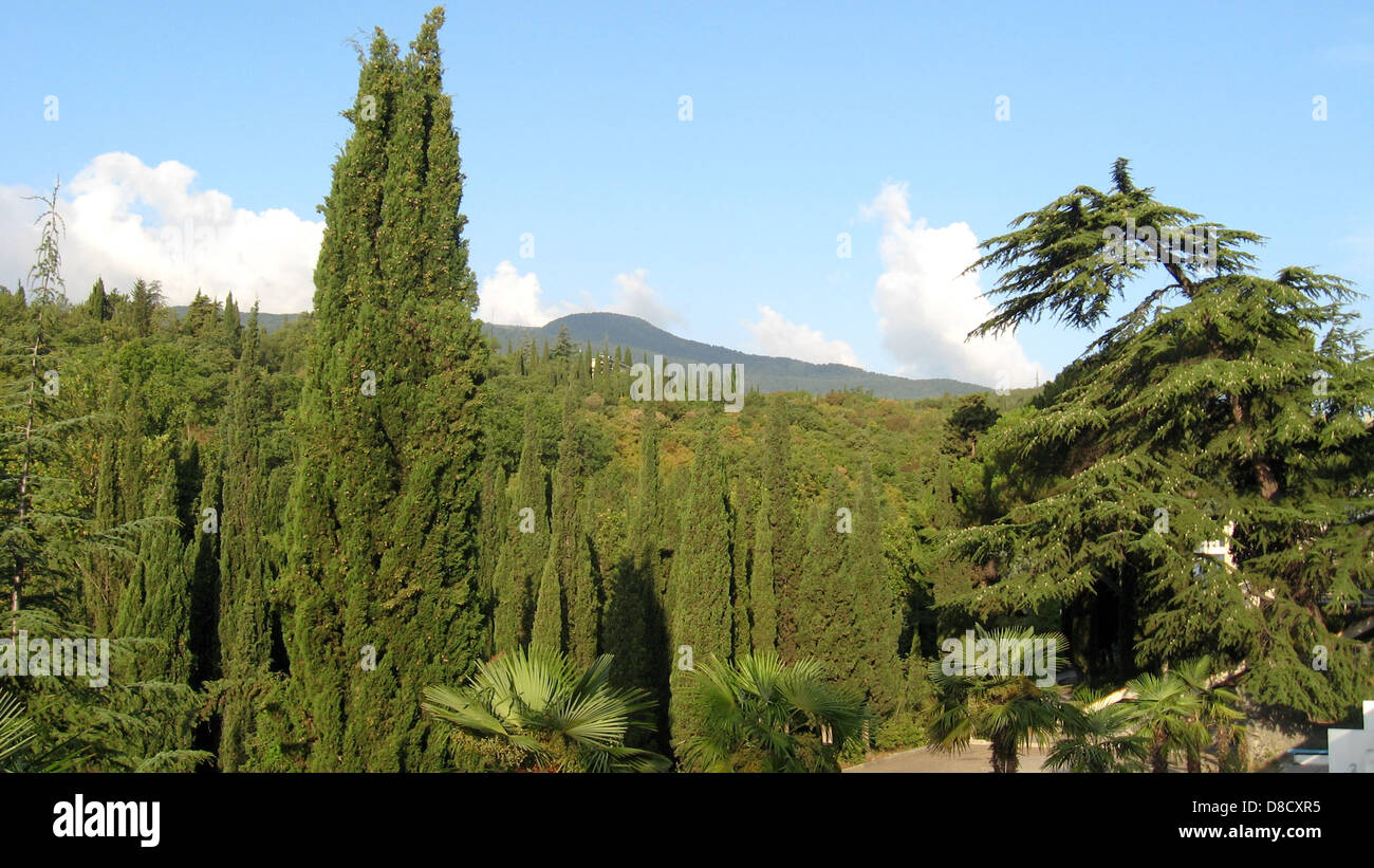 Landscape with the beautiful green tropical trees Stock Photo - Alamy