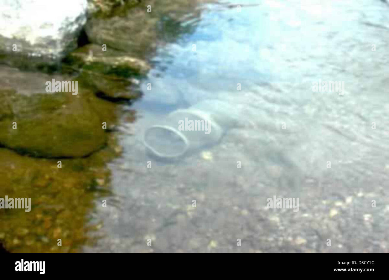 A minnow trap is placed in a stream, designed to capture small fish ...