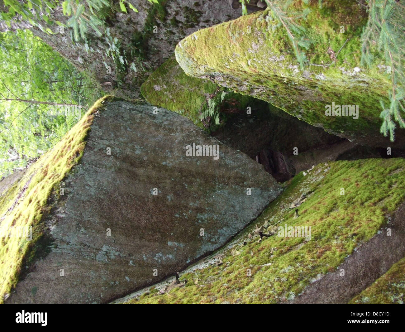 A close-up of a rock covered with moss, showing the texture of the moss ...