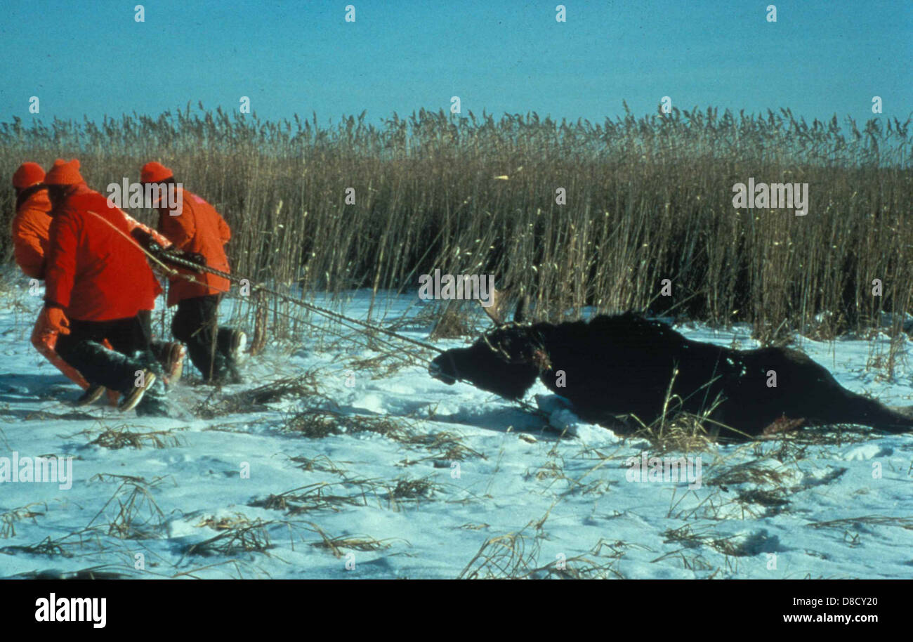 Moose hunting group drags a captured moose Stock Photo - Alamy