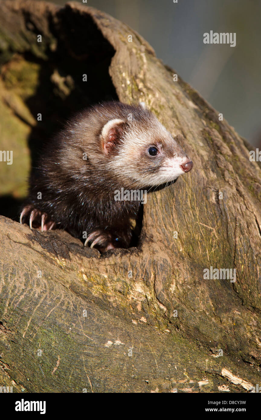 Black polecats hi-res stock photography and images - Alamy