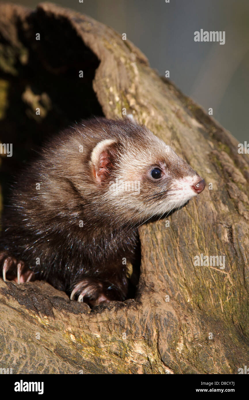 european polecat, mustela putorius, celle, niedersachsen, germany Stock ...