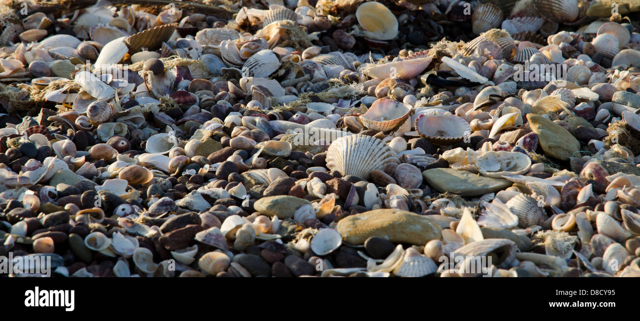 Paracas National Reserve. Peru. Deposits of seashells in the beach ...