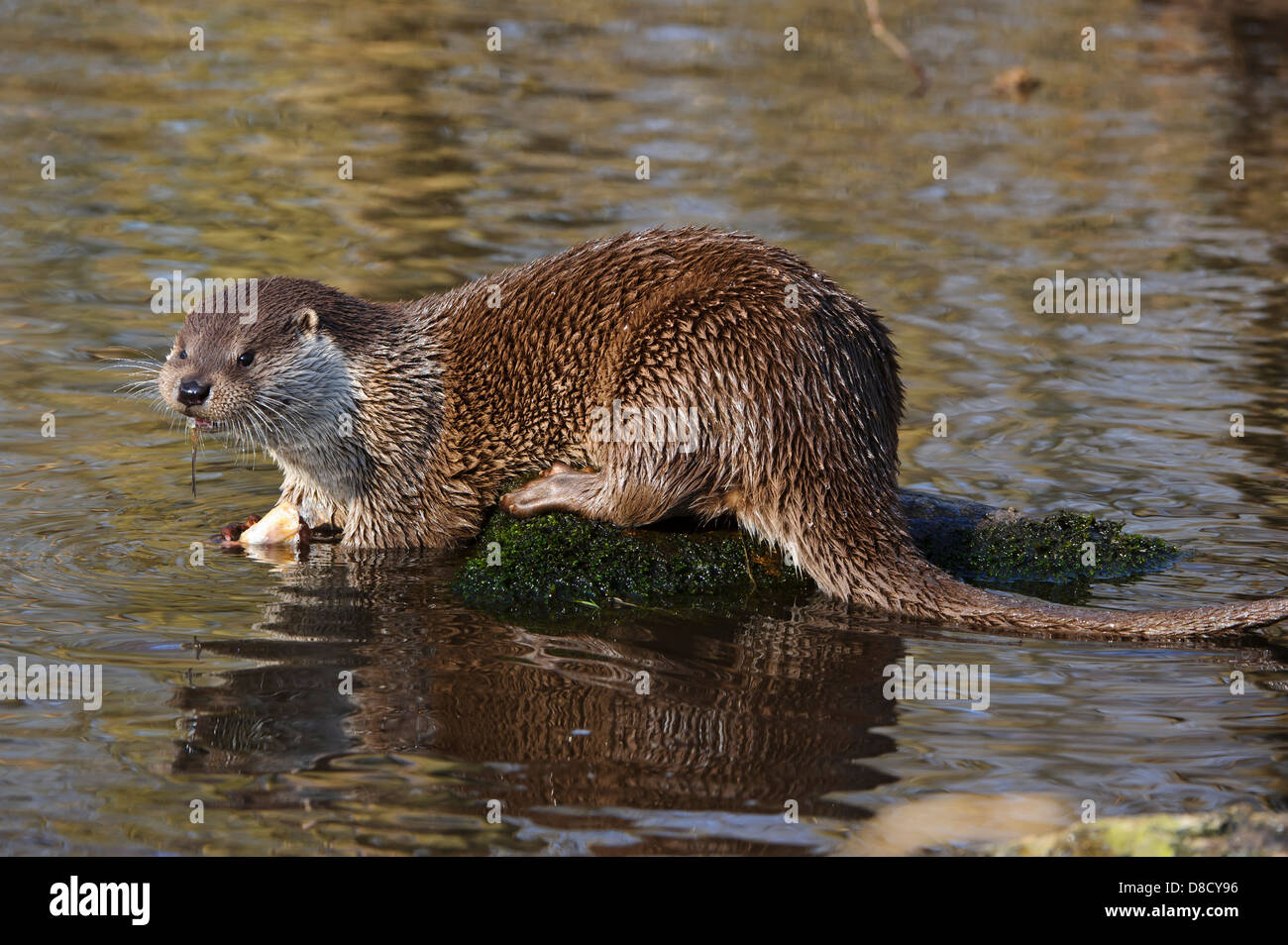 european otter, lutra lutra, lüneburger heide, germany Stock Photo - Alamy