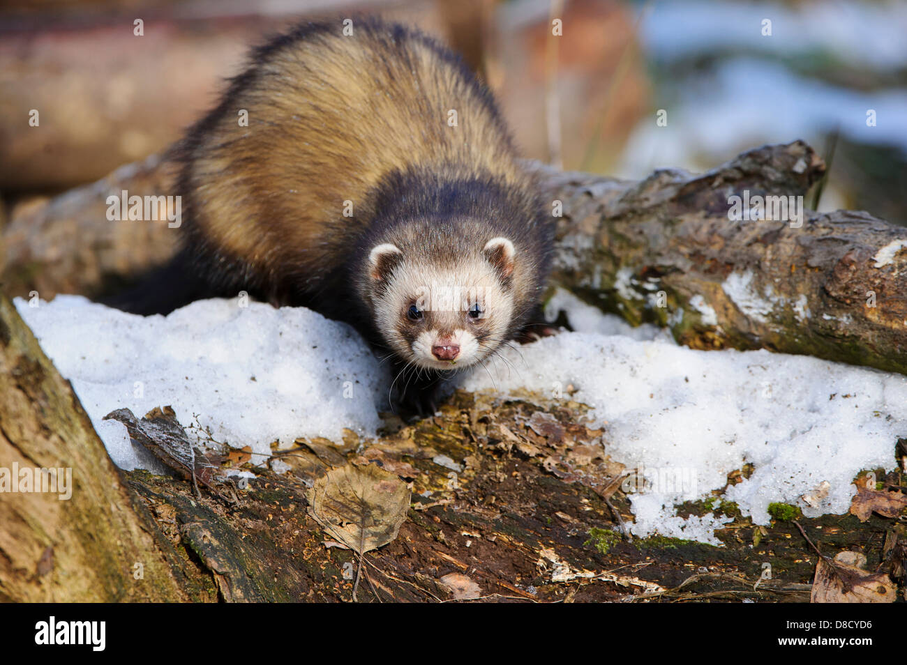 european polecat, mustela putorius, celle, niedersachsen, germany Stock ...
