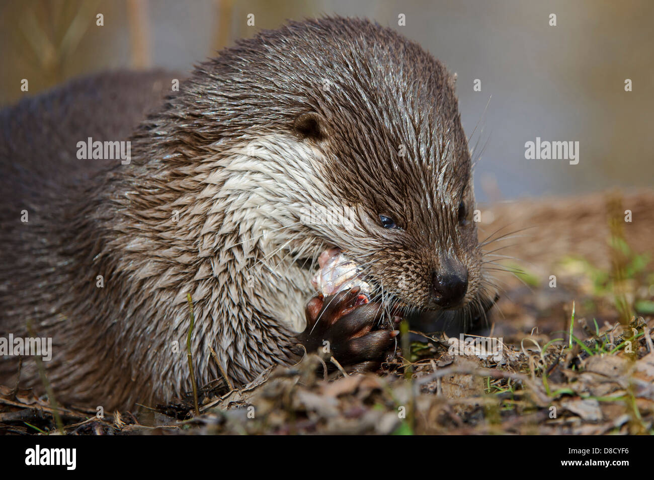 european otter, lutra lutra, lüneburger heide, germany Stock Photo - Alamy