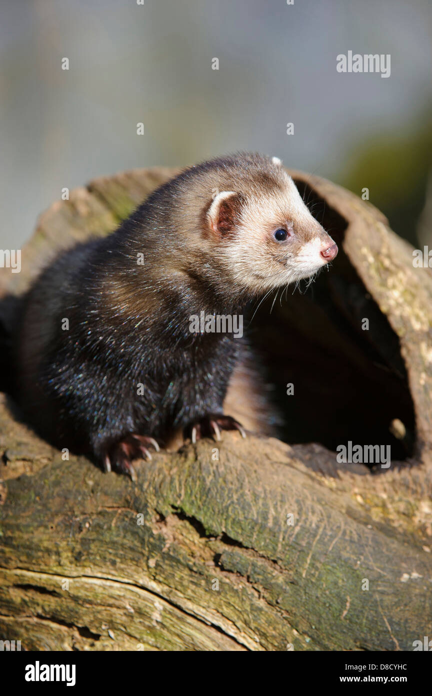 European polecat winter hi-res stock photography and images - Alamy
