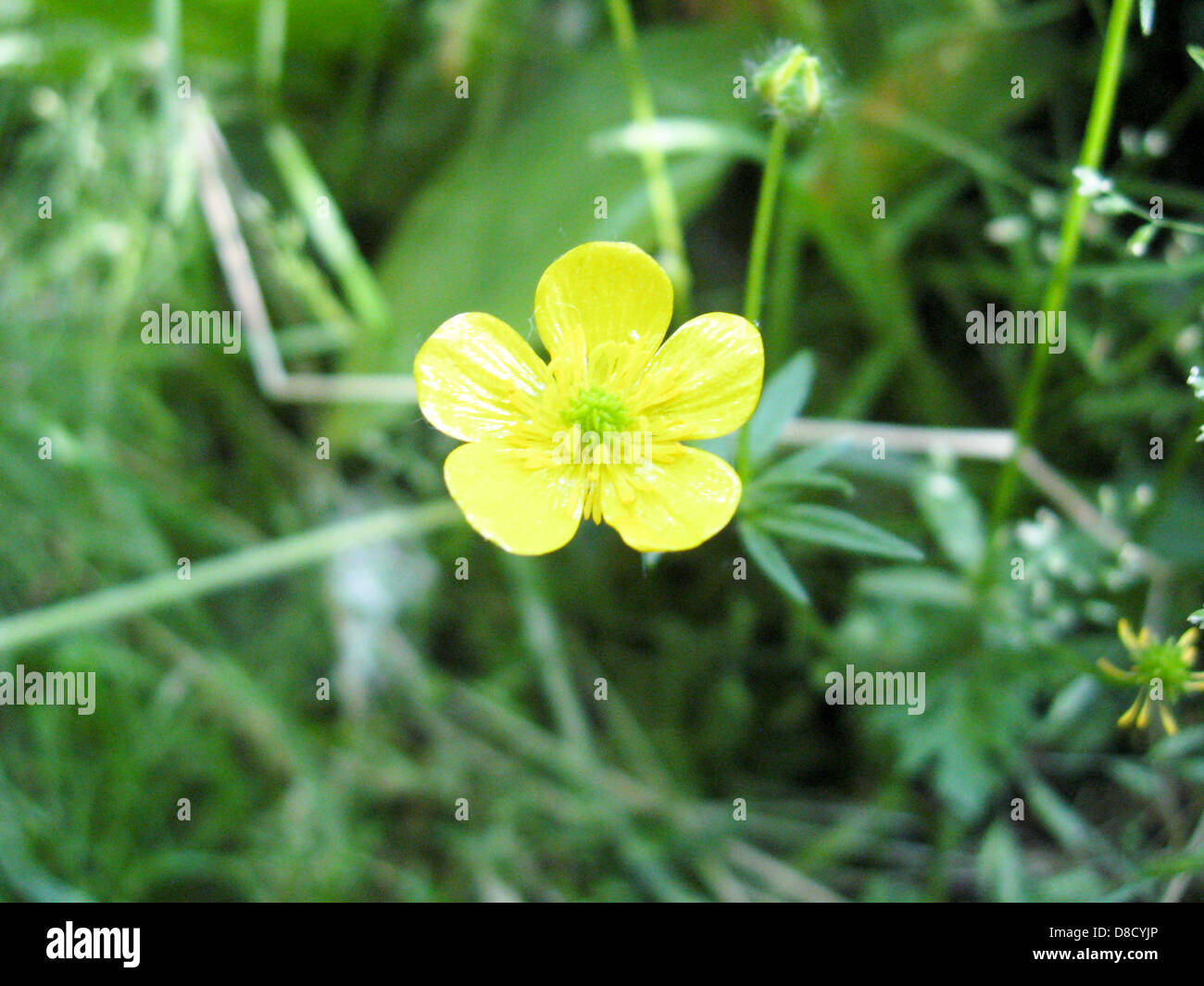 Unusual buttercup hi-res stock photography and images - Alamy