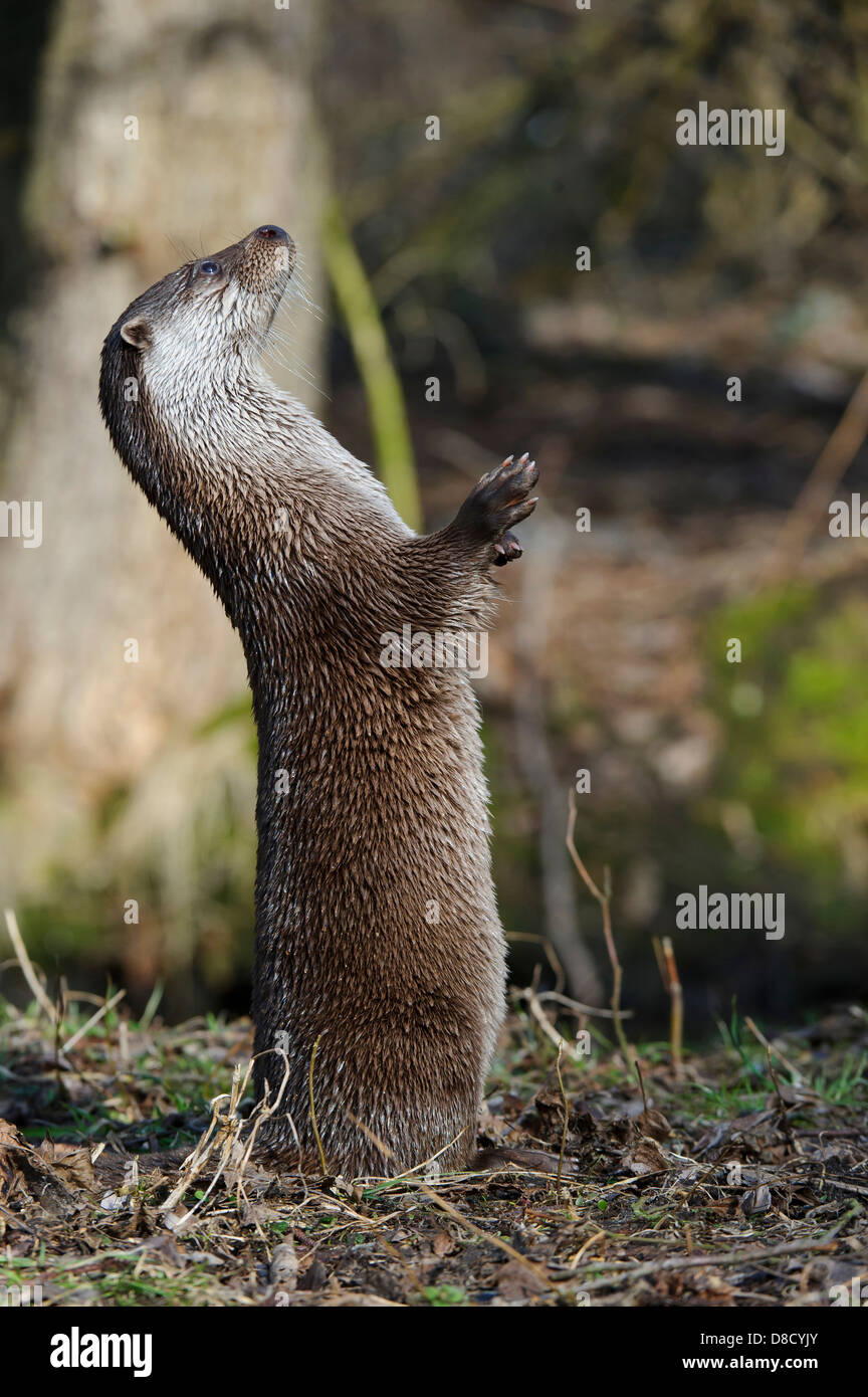 european otter, lutra lutra, lüneburger heide, germany Stock Photo - Alamy