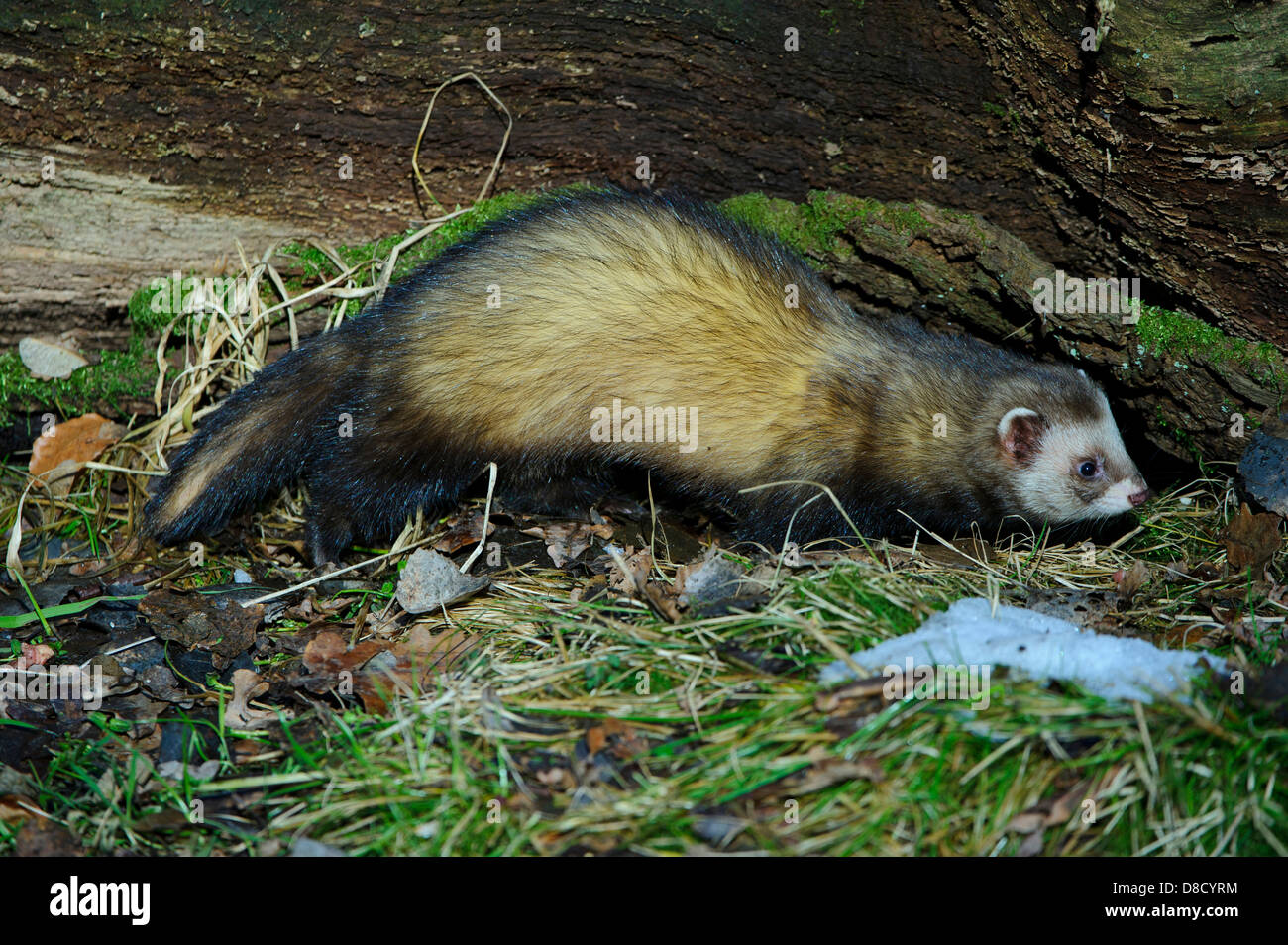 European polecat snow hi-res stock photography and images - Alamy