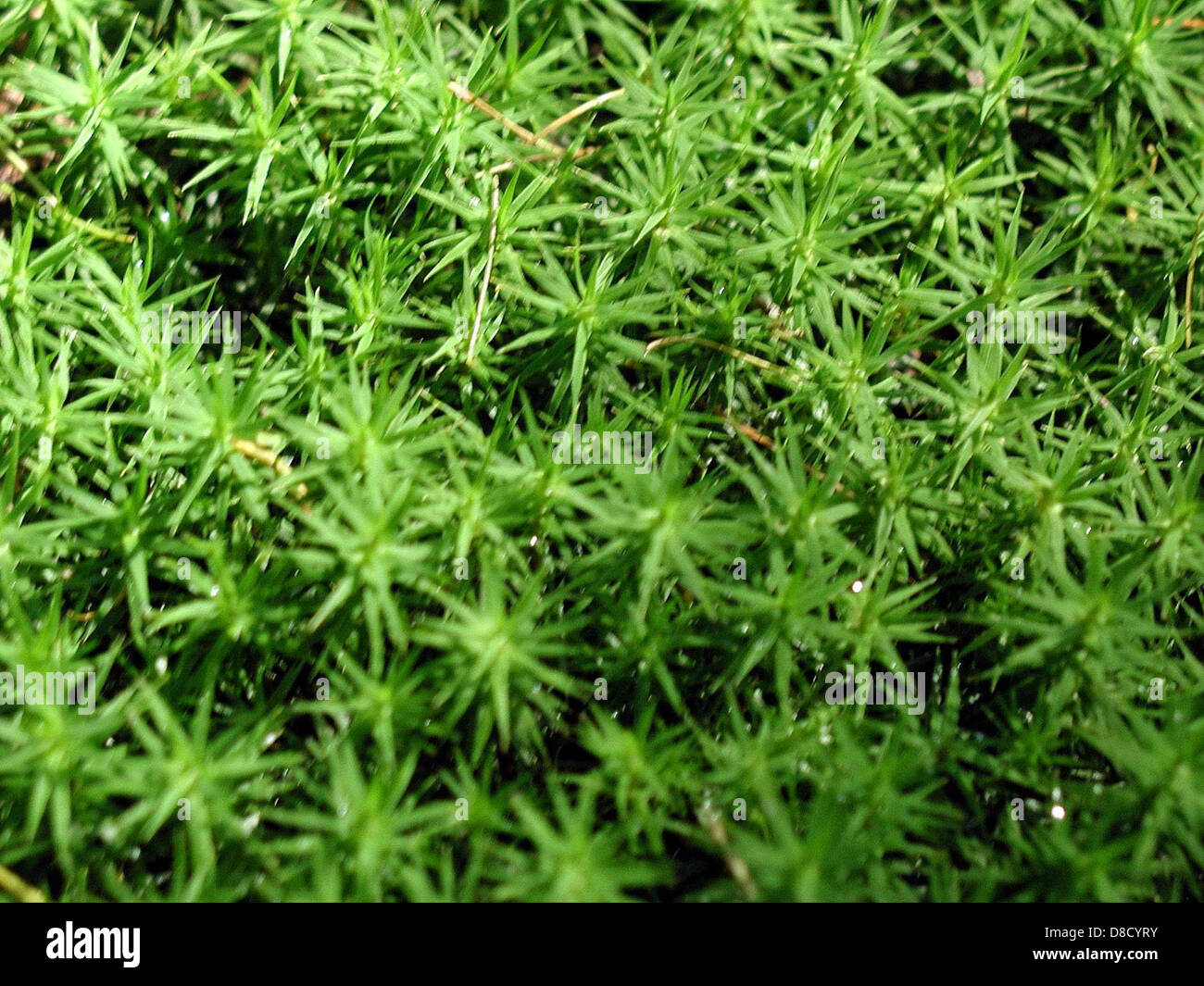 A close-up of moss green texture, showcasing the rich, velvety ...