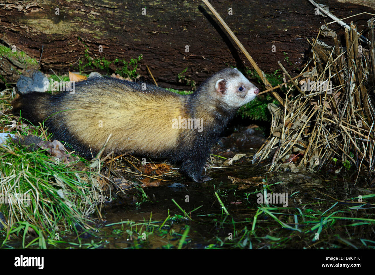 European black polecat [mustela hi-res stock photography and images - Alamy