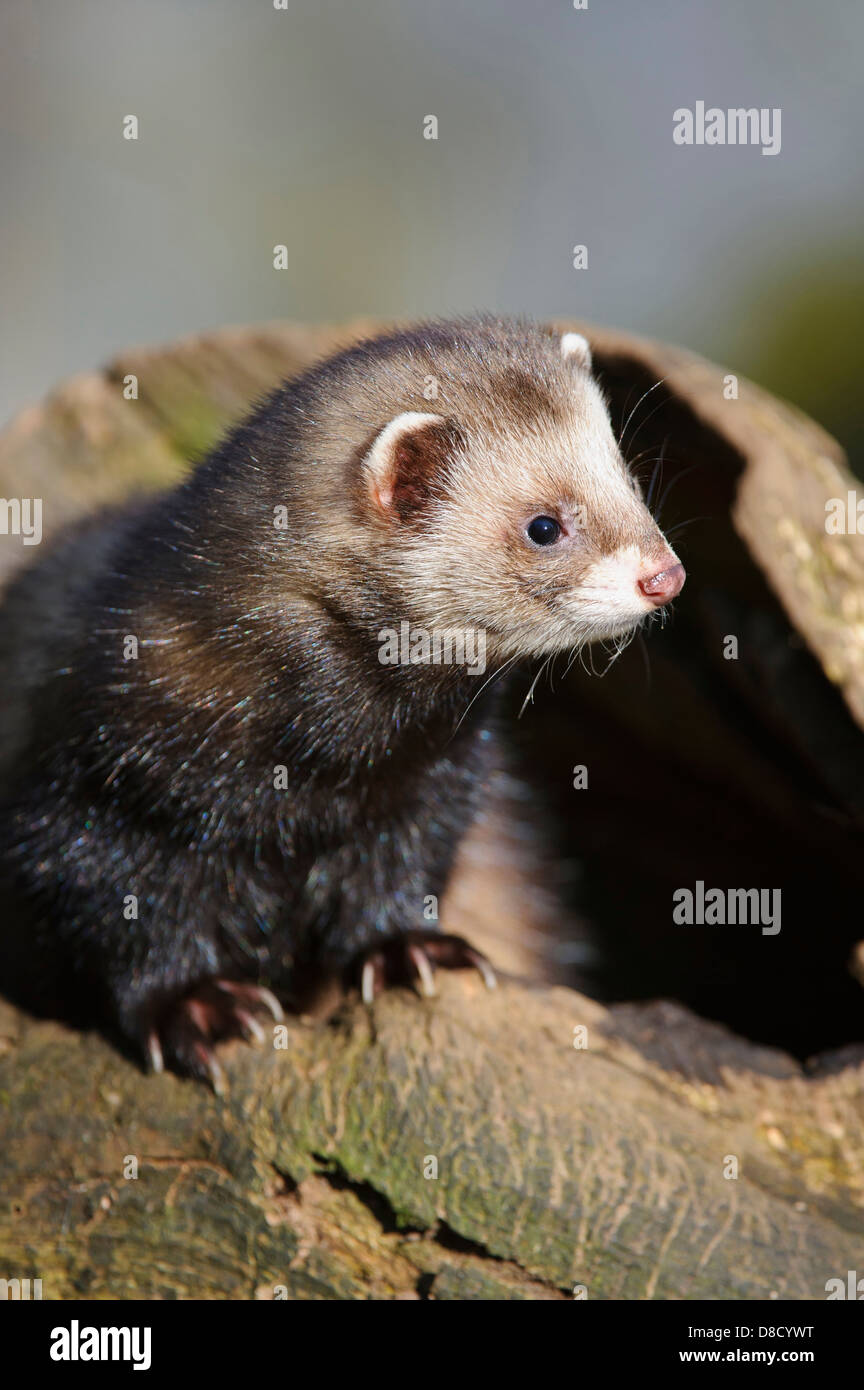 Black Polecats High Resolution Stock Photography and Images - Alamy