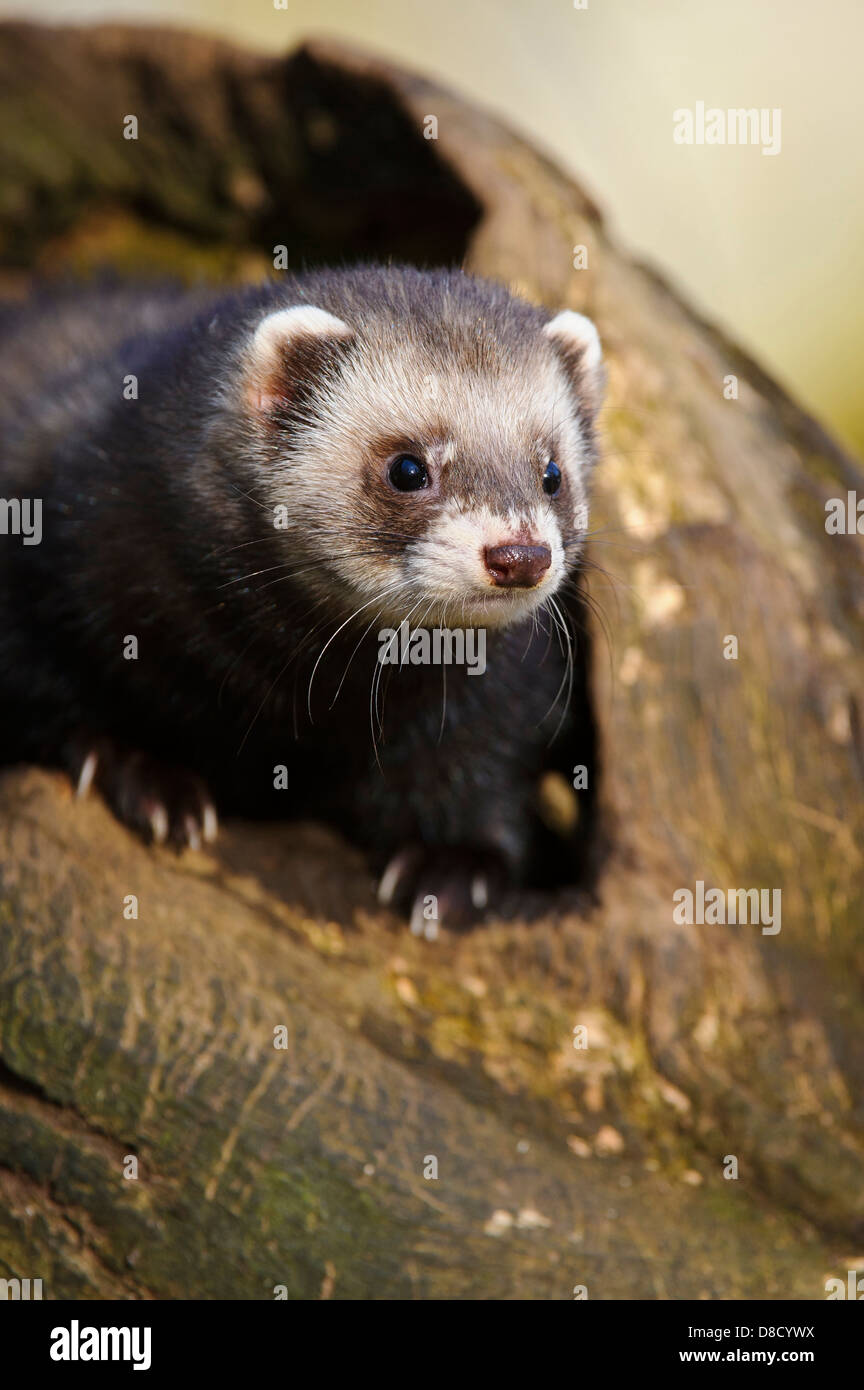 European polecat winter hi-res stock photography and images - Alamy