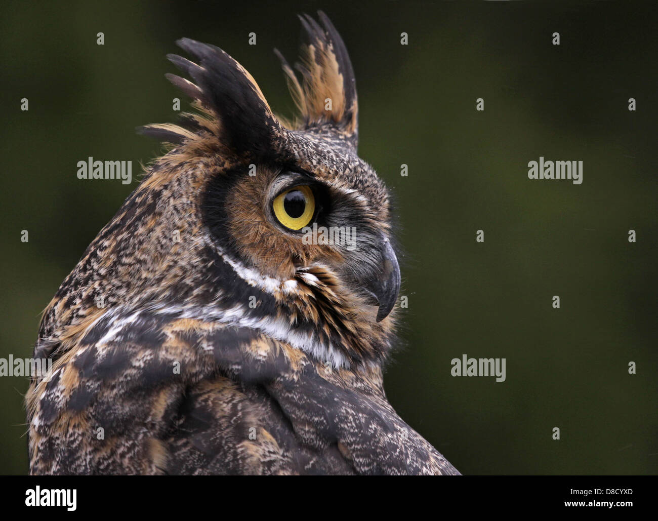 Great Horned Owl Close-Up Stock Photo - Alamy