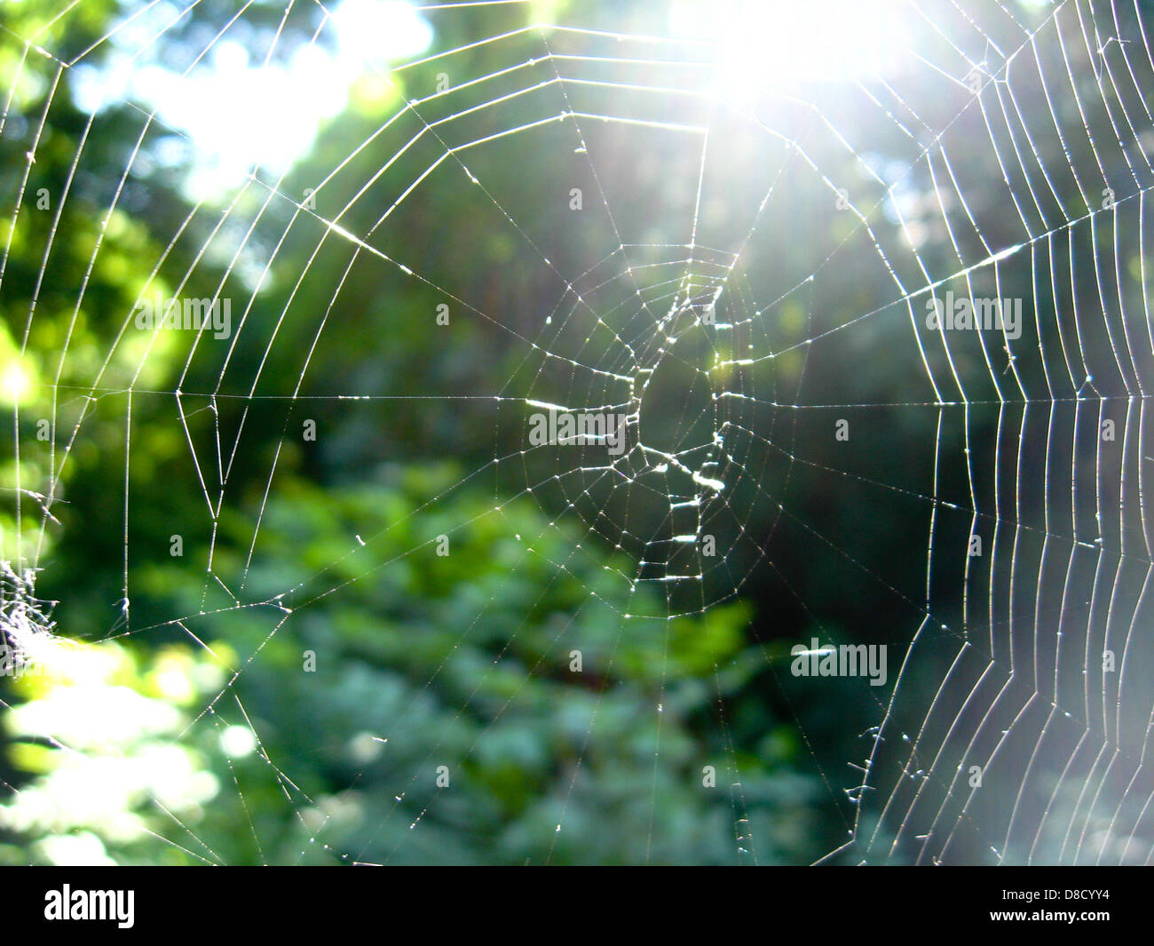 Transparent and beautiful web in a green forest Stock Photo - Alamy