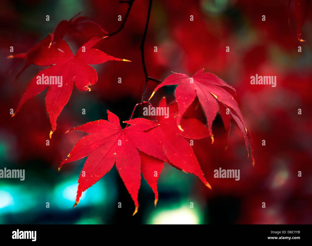 Closeup of a cluster of bright red leaves on a Japanese maple tree in a ...