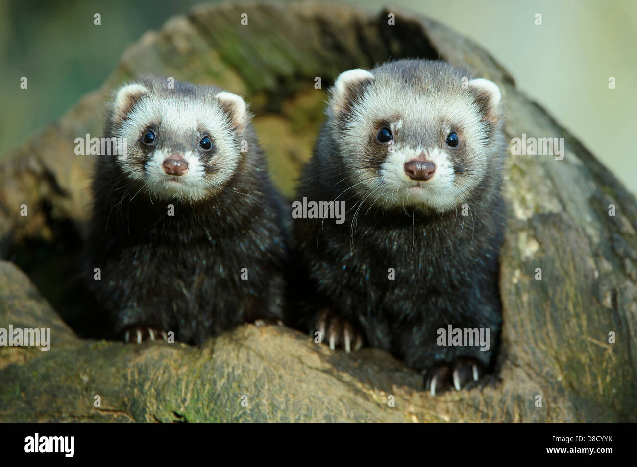 Two polecats hi-res stock photography and images - Alamy