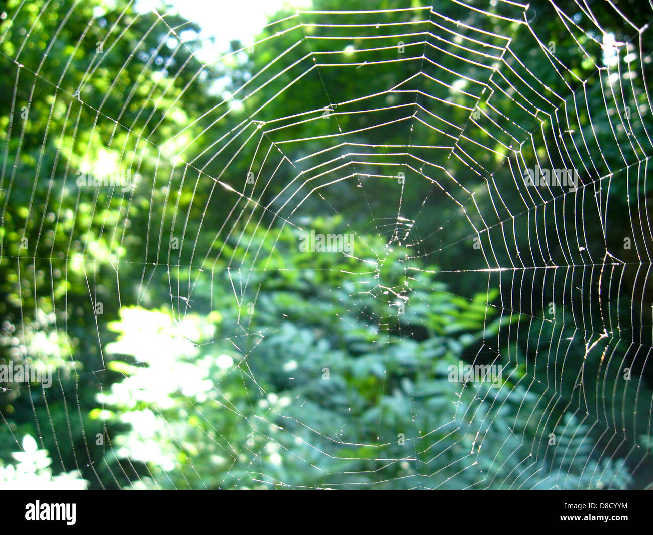 Transparent and beautiful web in a green forest Stock Photo - Alamy