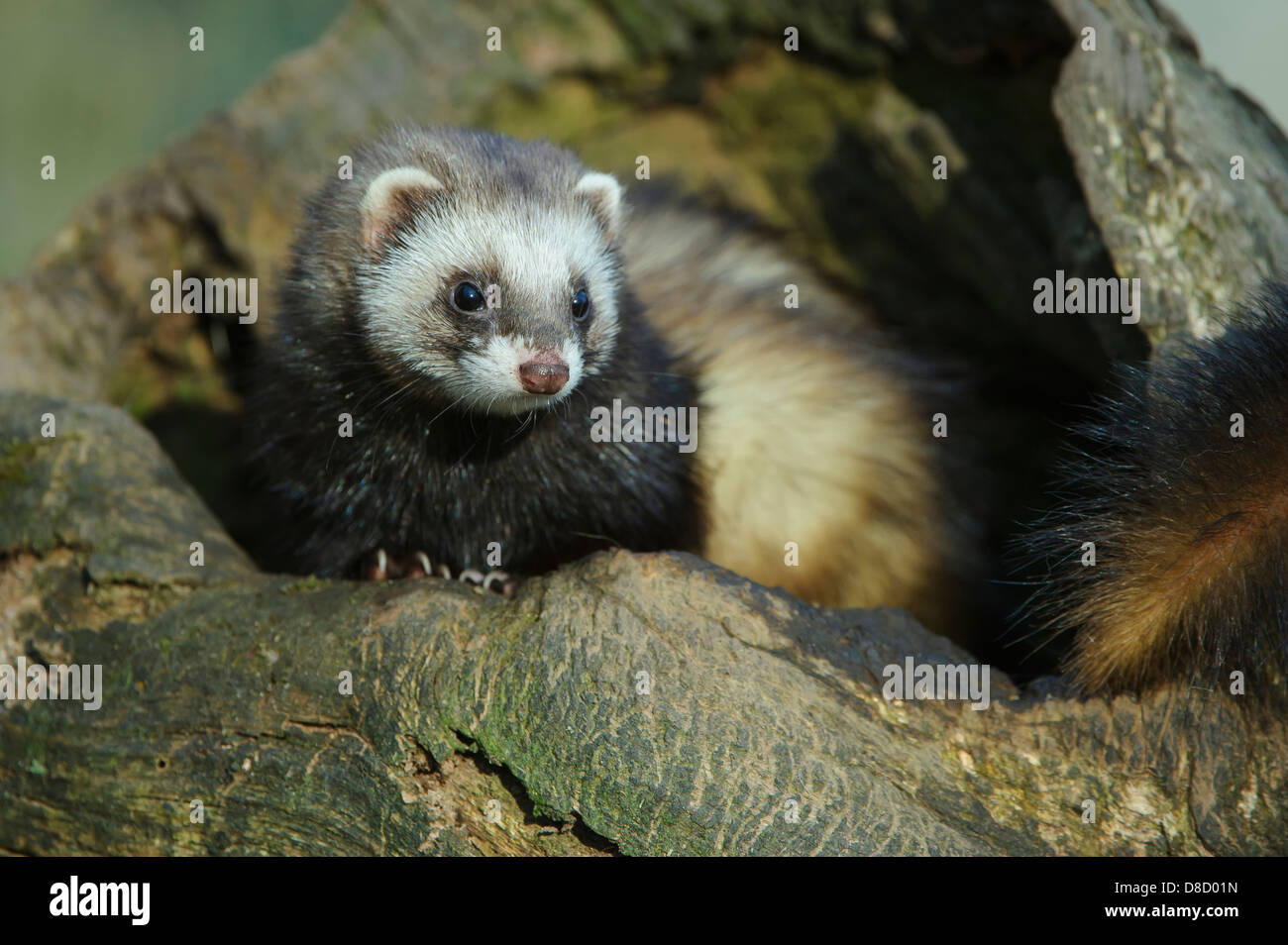 European polecat winter hi-res stock photography and images - Alamy