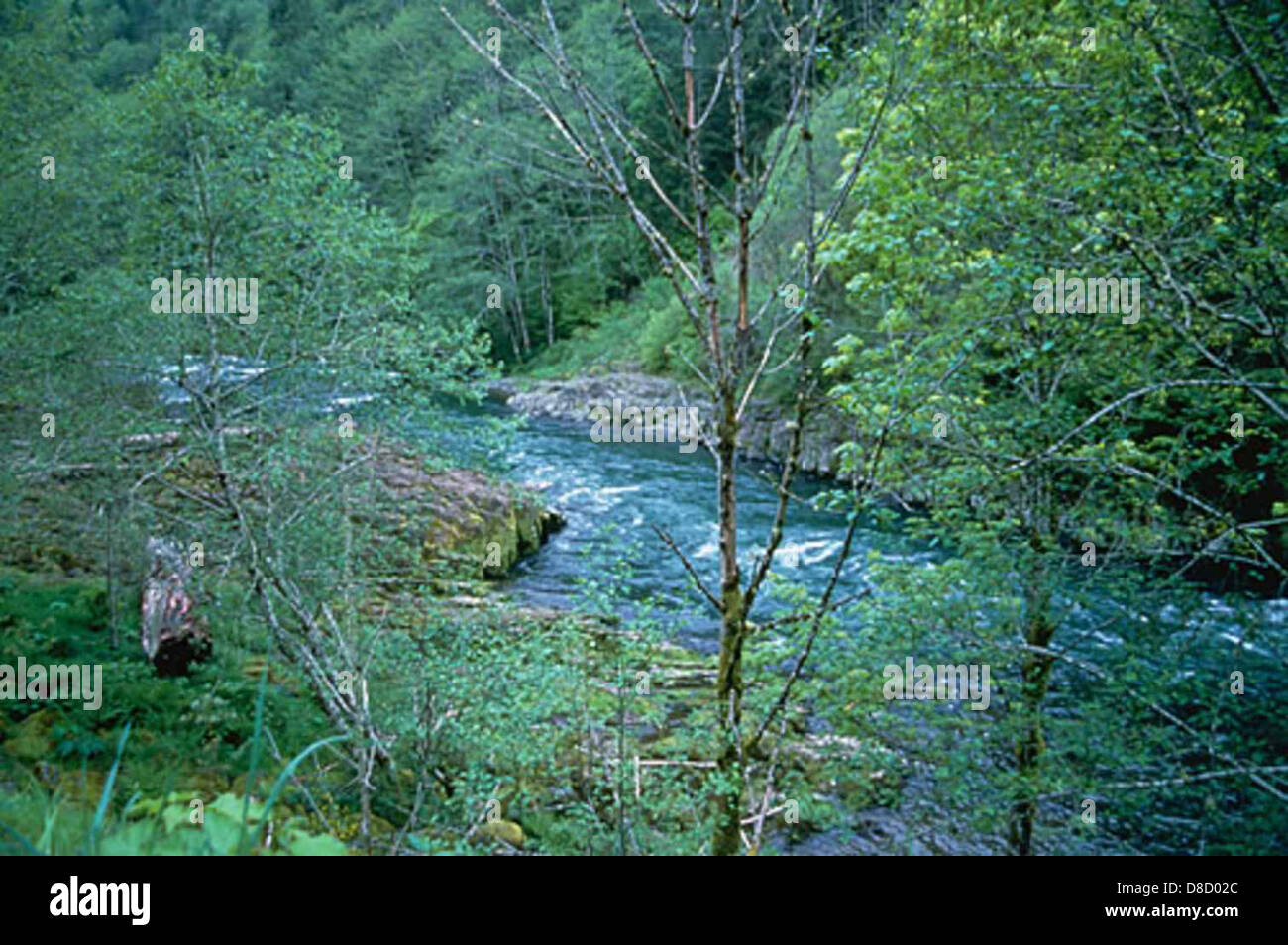 Mountain river flowing through young green forest Stock Photo - Alamy
